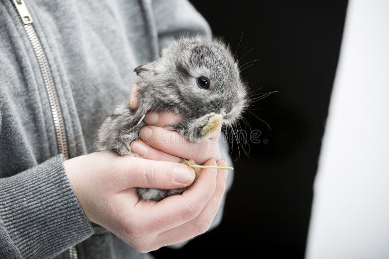 Rabbit in hands stock photo. Image of rabbit, tenderness - 112750822