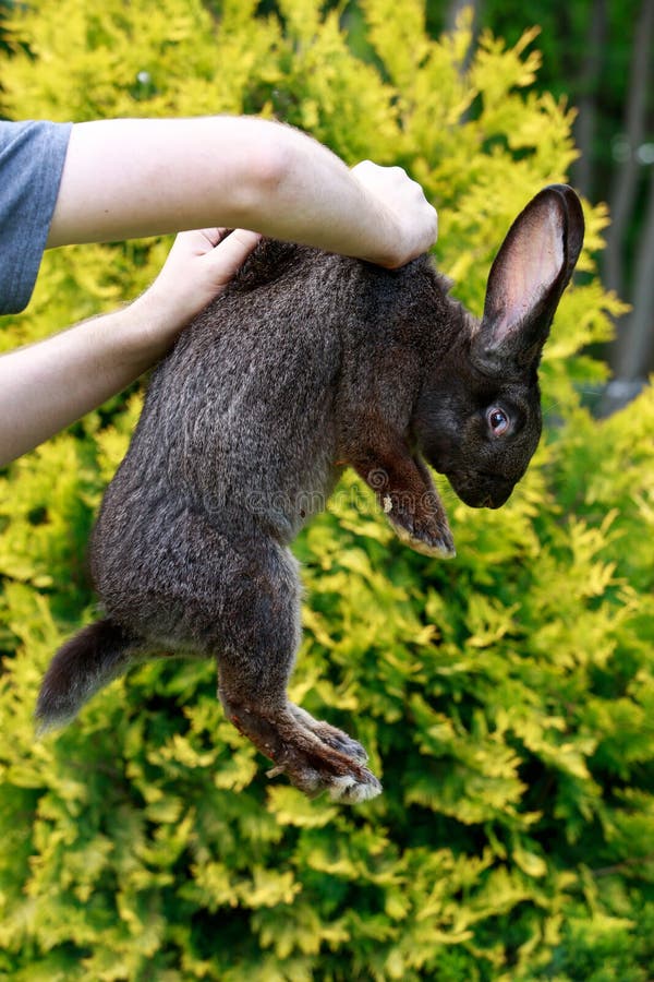 Rabbit in hands of man stock image. Image of outdoors - 78355431