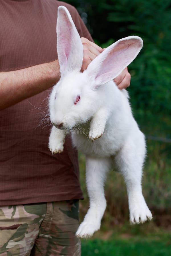 Rabbit in hands of man stock image. Image of outdoors - 78355431
