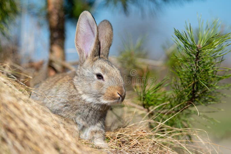 Rabbit or Hare while in Grass in Autumn Time Stock Image - Image of ...