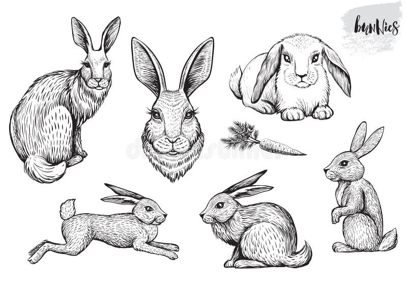 Rabbit Line Drawing Stock Illustrations – 29,846 Rabbit Line Drawing ...