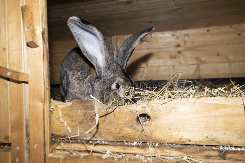 Rabbit or Hare in Livestock Farming Stock Photo - Image of farming ...