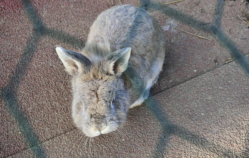 Rabbit or Hare in Livestock Farming Stock Photo - Image of land ...