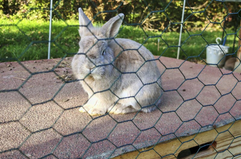Rabbit or Hare in Livestock Farming Stock Photo - Image of animals ...