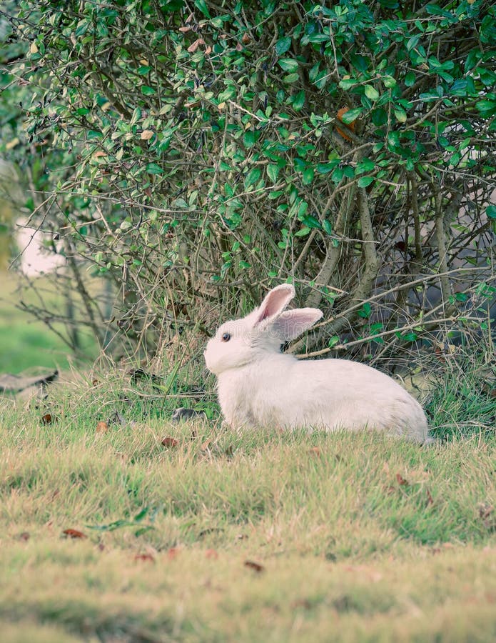 Rabbit farm stock photo. Image of farm, easter, hare - 140200870