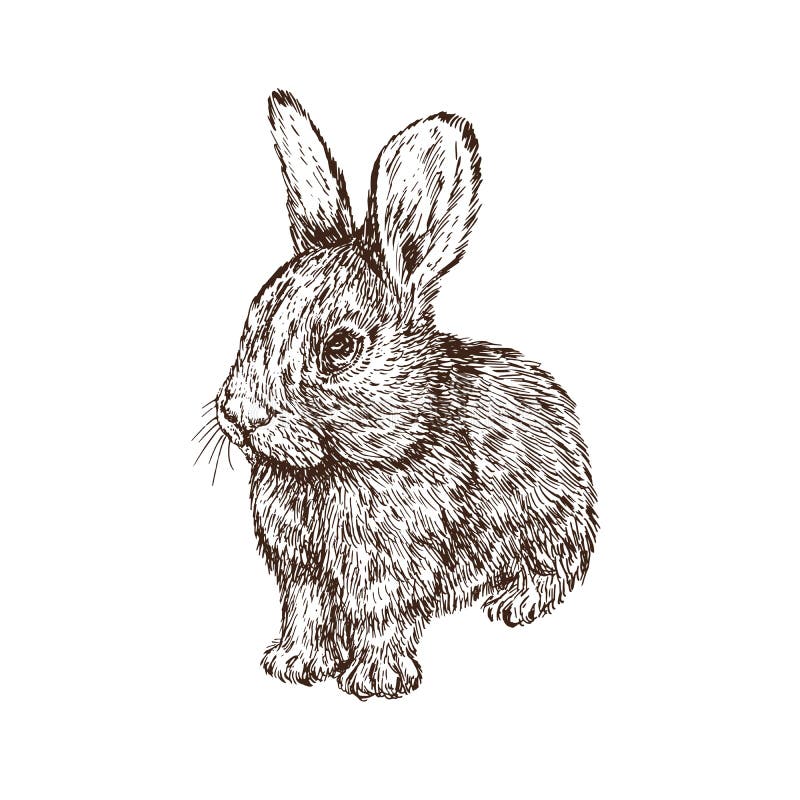 Rabbit Hare Sitting, Hand Drawn Gravure Style Stock Vector ...