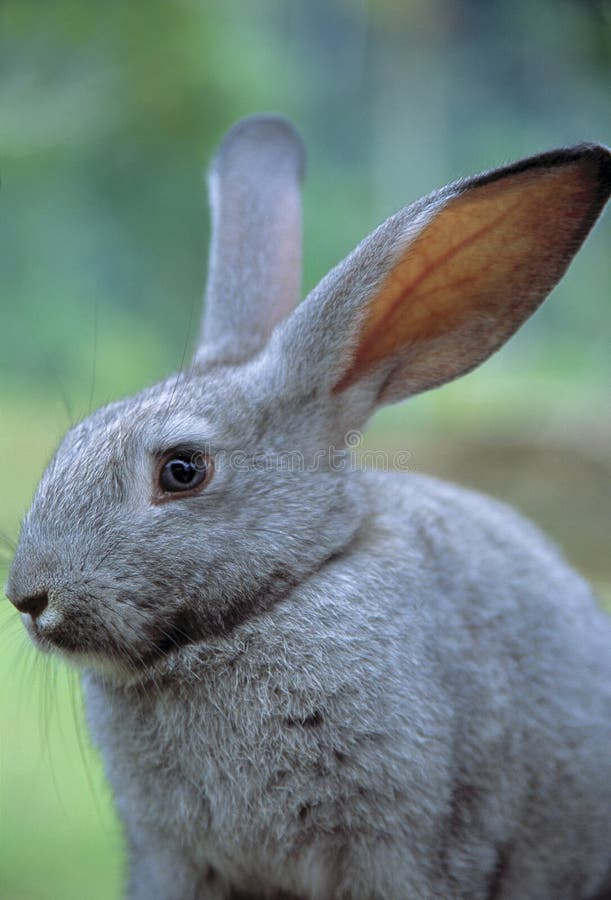 Rabbit stock photo. Image of vertical, wildlife, jump - 52775284