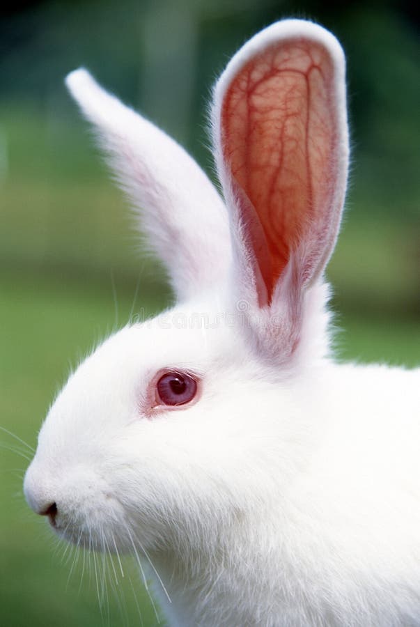 Rabbit stock photo. Image of animal, long, living, rabbit - 51785612