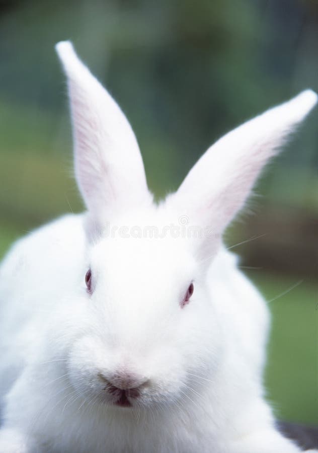 Rabbit stock image. Image of rabbit, vertical, nature - 52775271