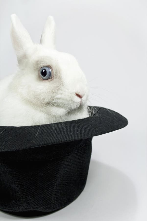 Rabbit in the hat stock image. Image of white, look, sitting - 19054343