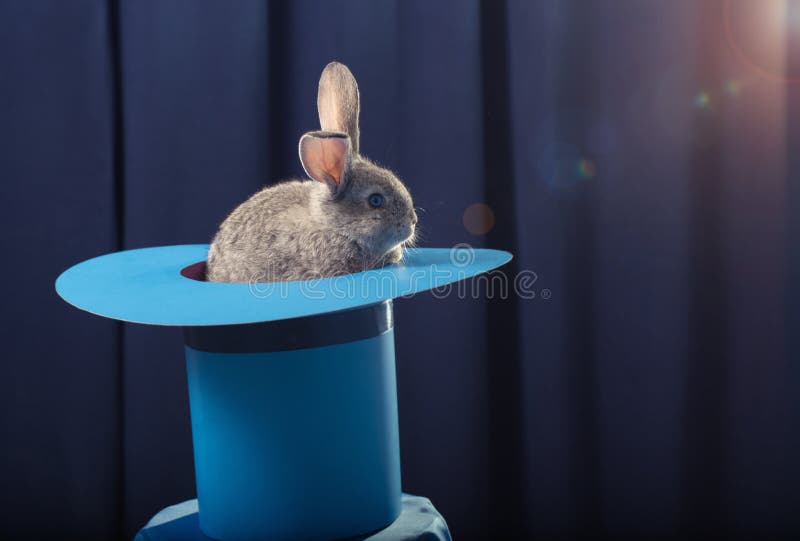 Rabbit Out Hat Stock Images - Download 131 Royalty Free Photos