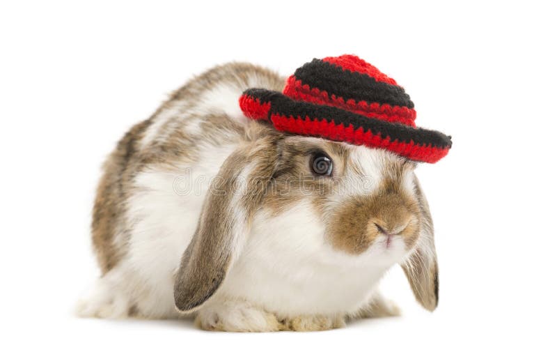 Rabbit with hat, isolated stock photo. Image of fashion - 89220266