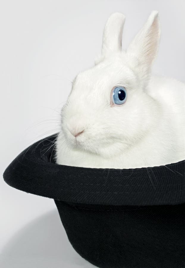 Rabbit in the hat stock image. Image of white, look, sitting - 19054343