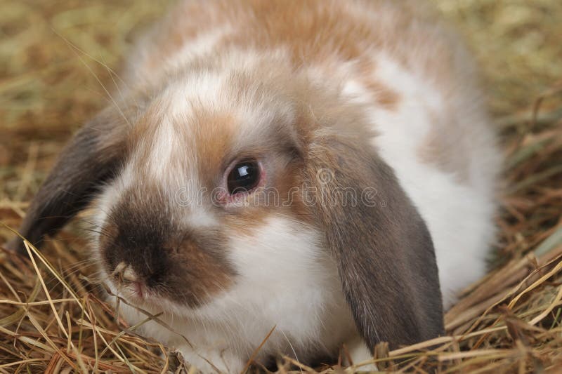 Rabbit on hay stock image. Image of domestic, hare, rabbit - 11912039
