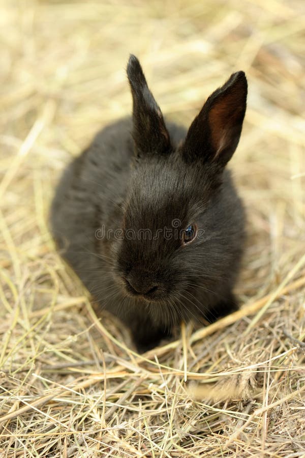 Rabbit on a hay stock image. Image of gray, hare, little - 15305123