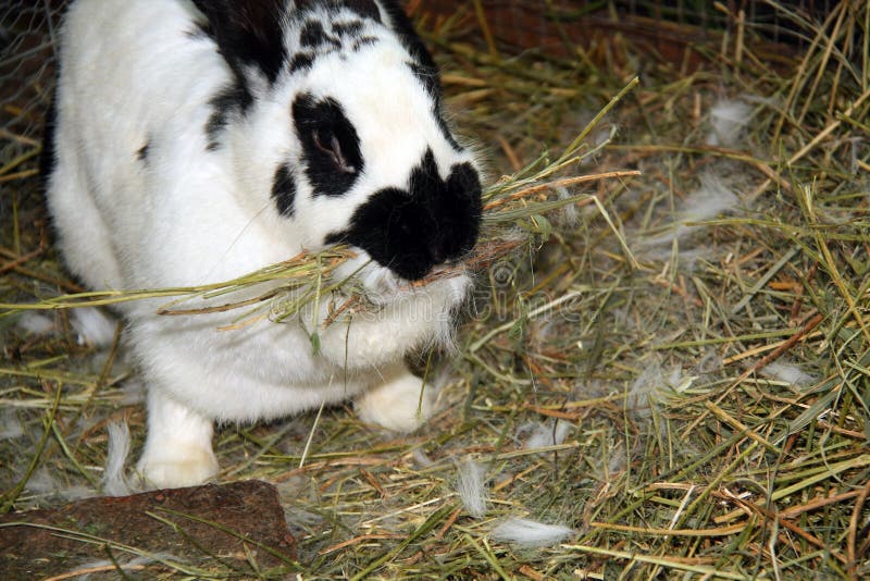 Rabbit on hay stock image. Image of grass, dirt, dried - 38821377