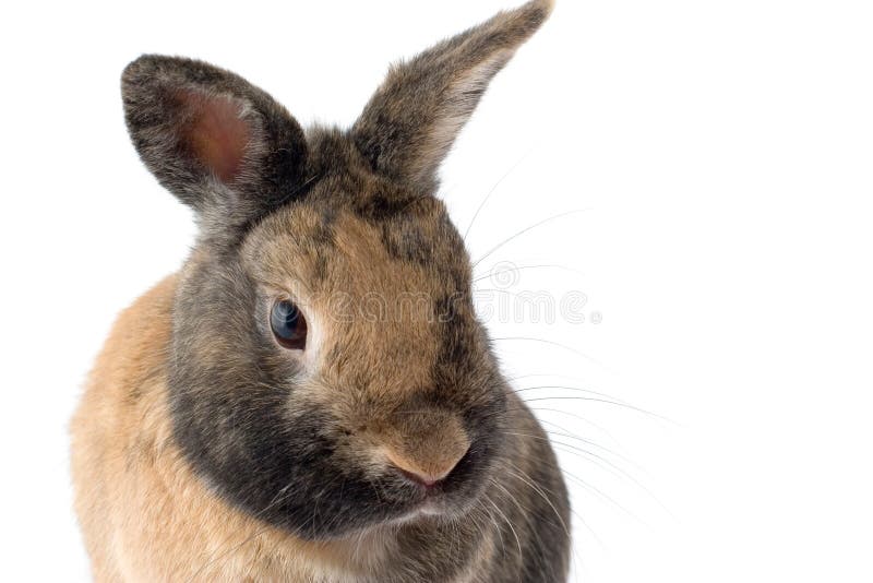 Rabbit head stock photo. Image of animal, white, cute - 8536976