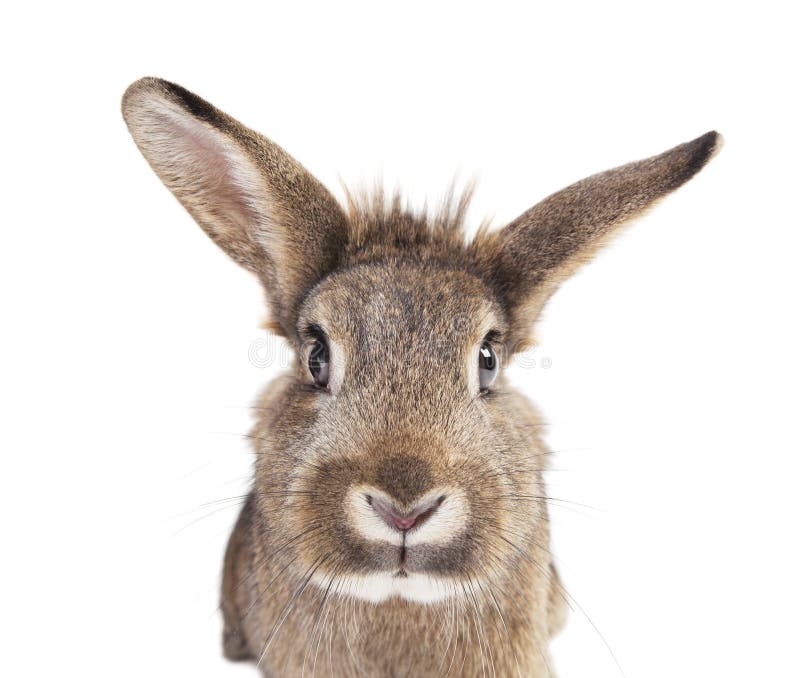 Rabbit head ears isolated stock image. Image of beautiful - 119493311