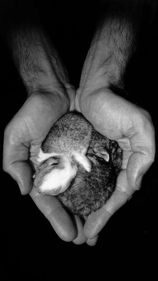 Rabbit heart Mom stock image. Image of domestic, family - 78135743