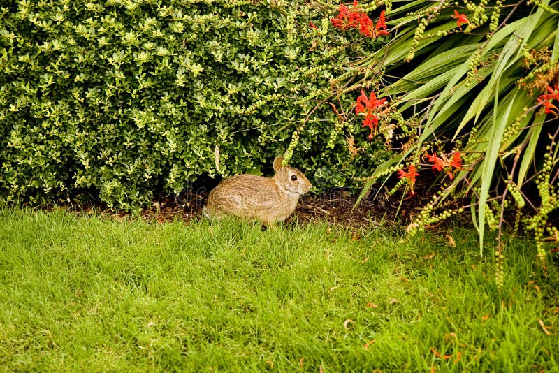 Wild Rabbit on a Beach Track. Stock Photo - Image of concern, bunny ...
