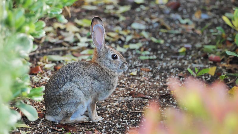 Spring young rebbit stock footage. Video of bush, field - 313741542