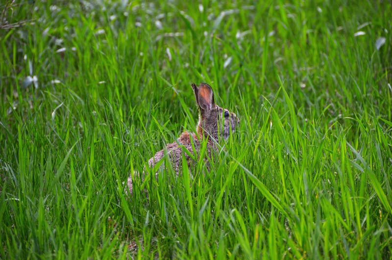 Rabbit hiding in grassland stock photo. Image of lush - 30840236