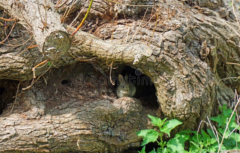 611 Dead Rabbit Photos - Free & Royalty-Free Stock Photos from Dreamstime
