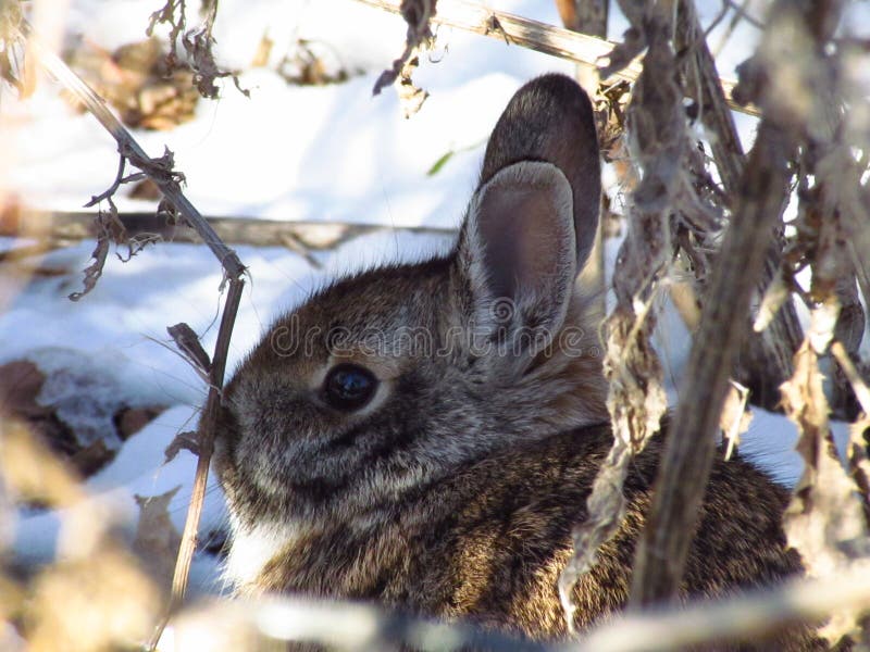 Rabbit stock photo. Image of keeping, wildlife, river - 47488878
