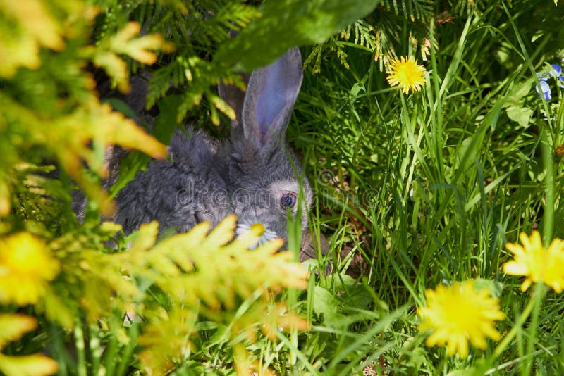 A Rabbit Hiding Under a Tree,a Rabbit Sits Under a Tree in Green Grass ...