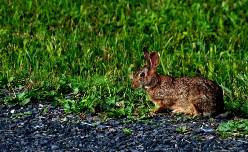 Rabbit stock image. Image of fluffy, bouncing, rabbit - 74884849