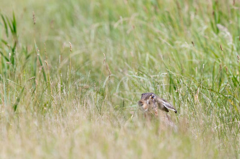 Rabbit in high grass stock image. Image of animal, grass - 73417311