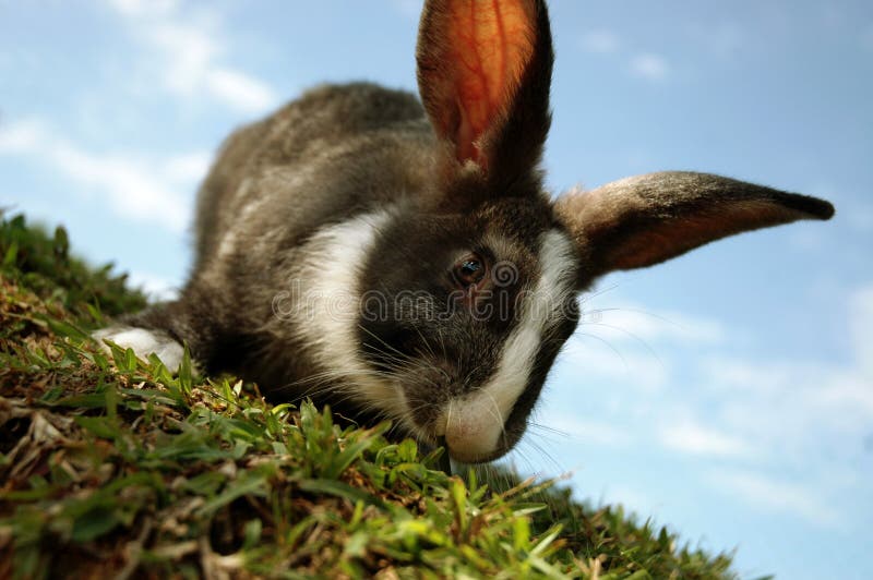 Rabbit on the hill stock photo. Image of close, grass, slope - 215600