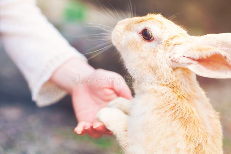Rabbit Holding Hands with a Woman Stock Photo - Image of fauna, garden ...