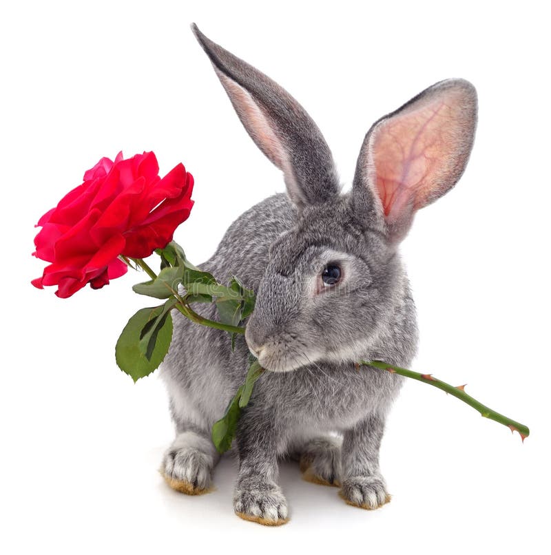 Rabbit Holding a Rose in His Mouth Stock Photo - Image of decor, furry ...