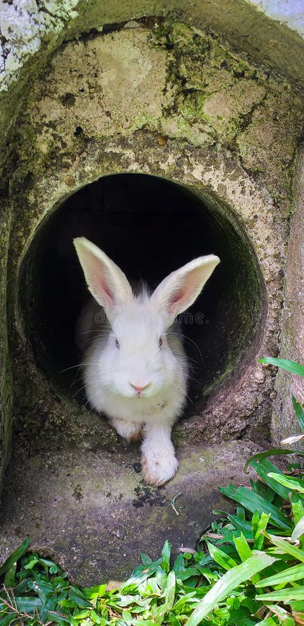 Rabbit in the hole stock image. Image of mammal, sheep - 268097003