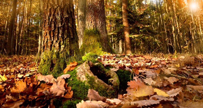 Rabbit Hole in Fall Forest Hibernation Tree Stock Image - Image of ...