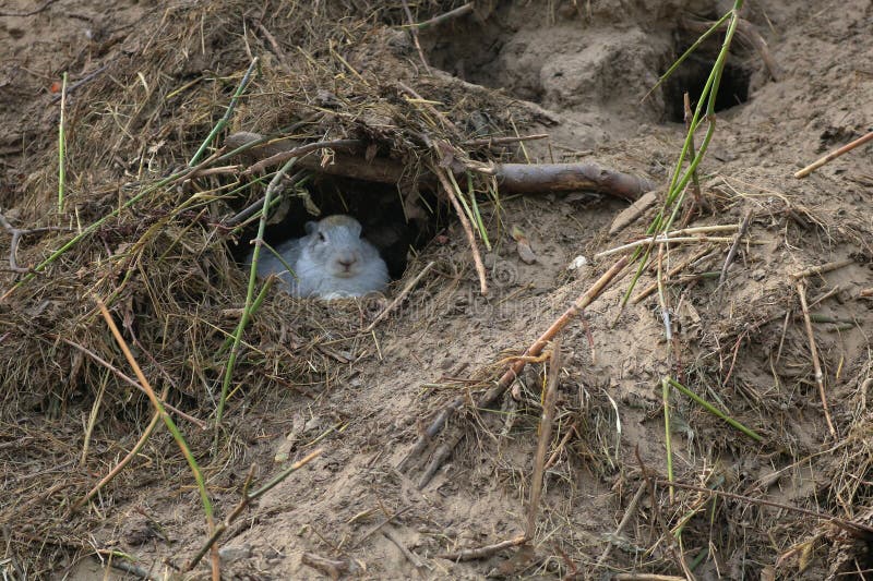 The rabbit in a hole stock photo. Image of holes, hole - 273053668
