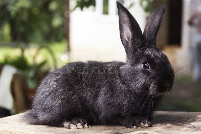 Rabbit Home on the Plot Closer To the Natural Environment Stock Photo ...