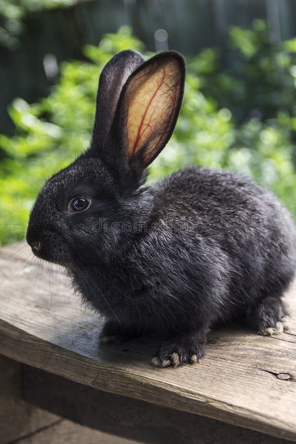 Rabbit Home on the Plot Closer To the Natural Environment Stock Photo ...