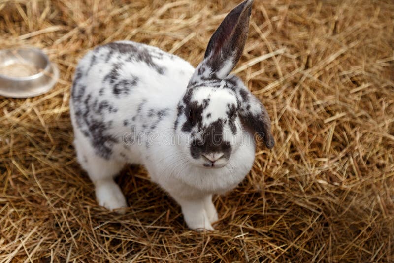 Rabbit home,spotty stock photo. Image of rabbit, homespotty - 115944500
