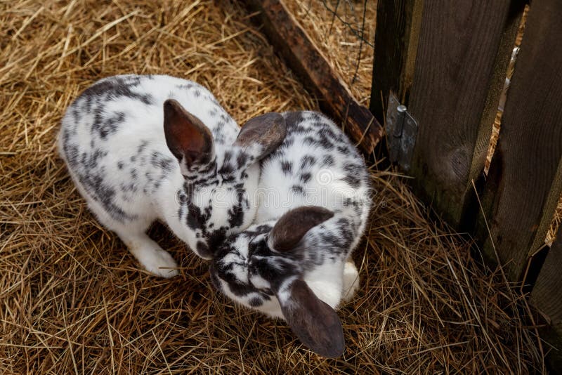 Rabbit home,spotty stock image. Image of animal, decorative - 115944501