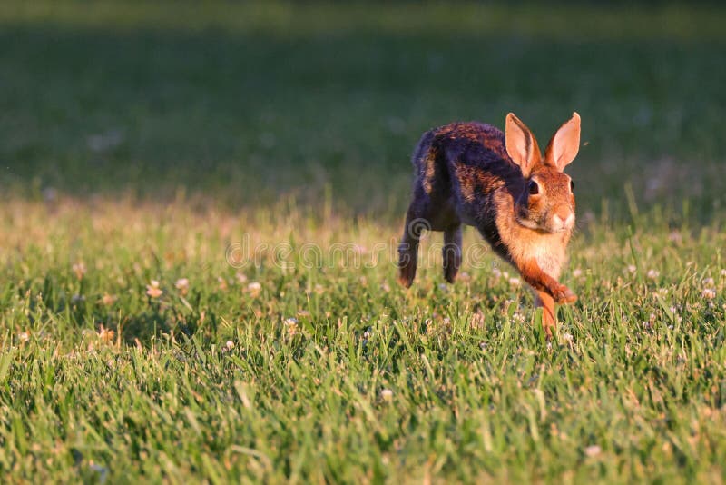 Rabbit Hopping Across a Grassy Field during Sunset Stock Image - Image ...