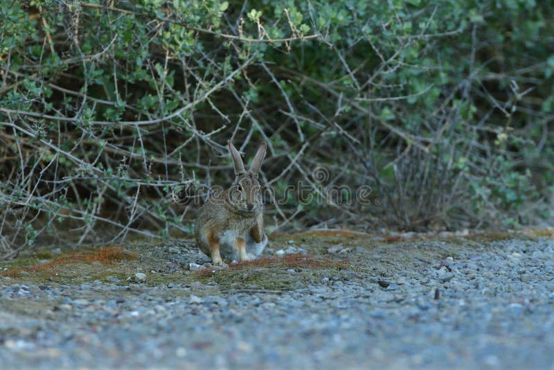Hopping Rabbit Stock Photos - Download 584 Royalty Free Photos