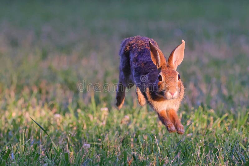 Rabbit Hopping through a Grassy Field during Sunset Stock Image - Image ...