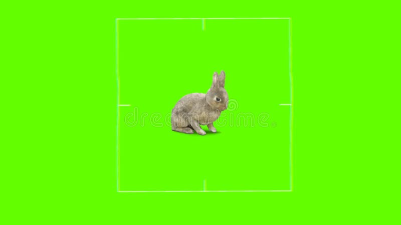 Rabbit Hunting Target for Shooting on Green Screen Background 4k ...