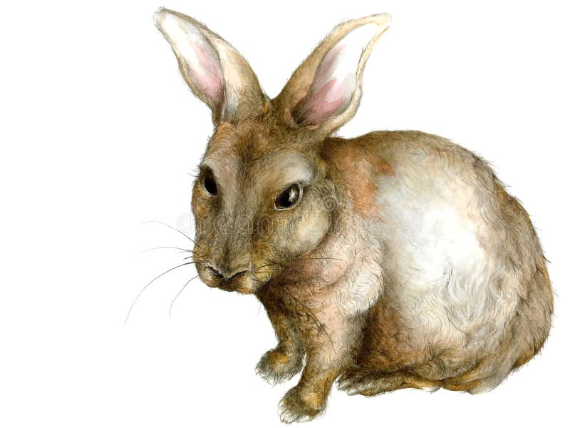 Rabbit Illustration stock illustration. Illustration of renewal - 12692005