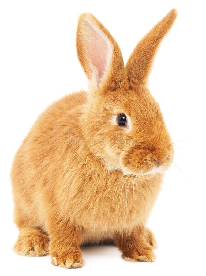 Rabbit stock image. Image of small, mammals, pets, bunny - 48853839