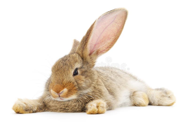 Red rabbit, back view stock photo. Image of farm, pets - 89174922