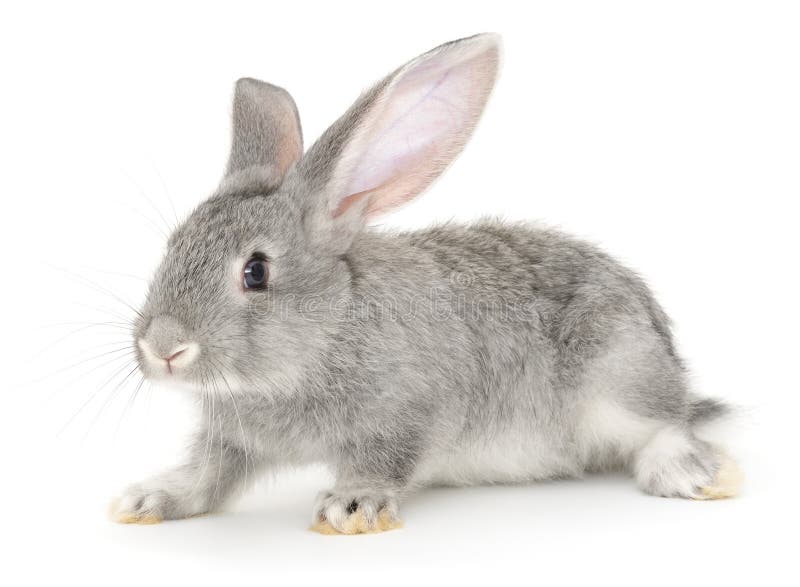 Rabbit stock photo. Image of mammals, color, animals - 67099732
