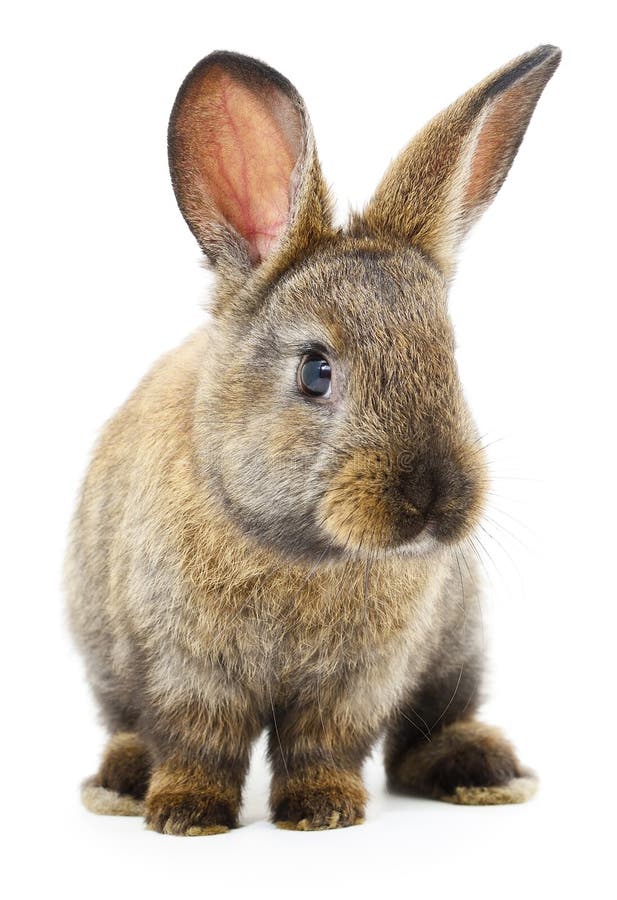 Rabbit stock photo. Image of agriculture, single, rabbit - 76450650